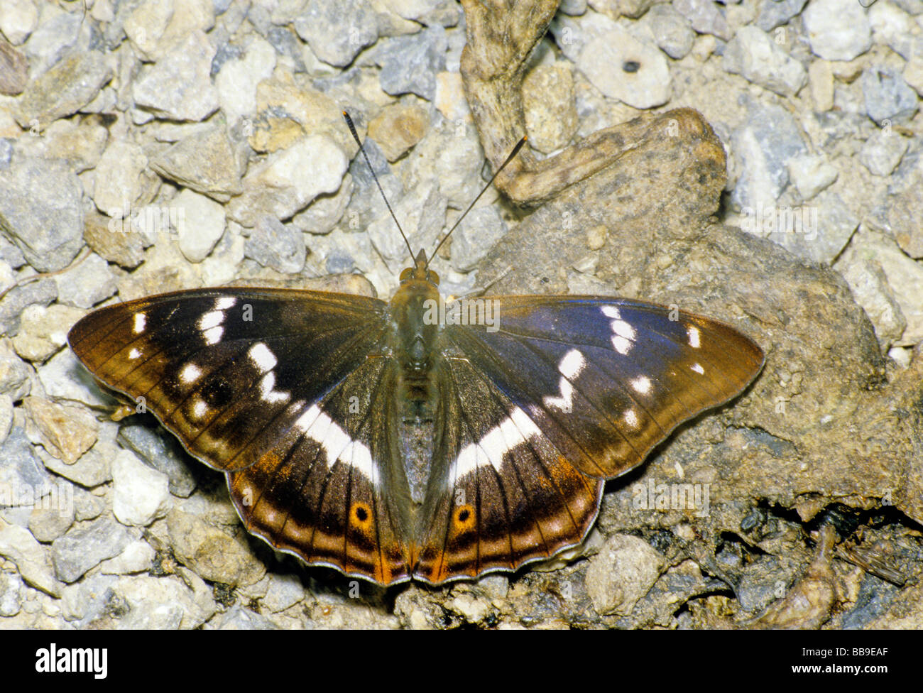 portrait of purple emperor butterfly Apatura iris germany Stock Photo ...