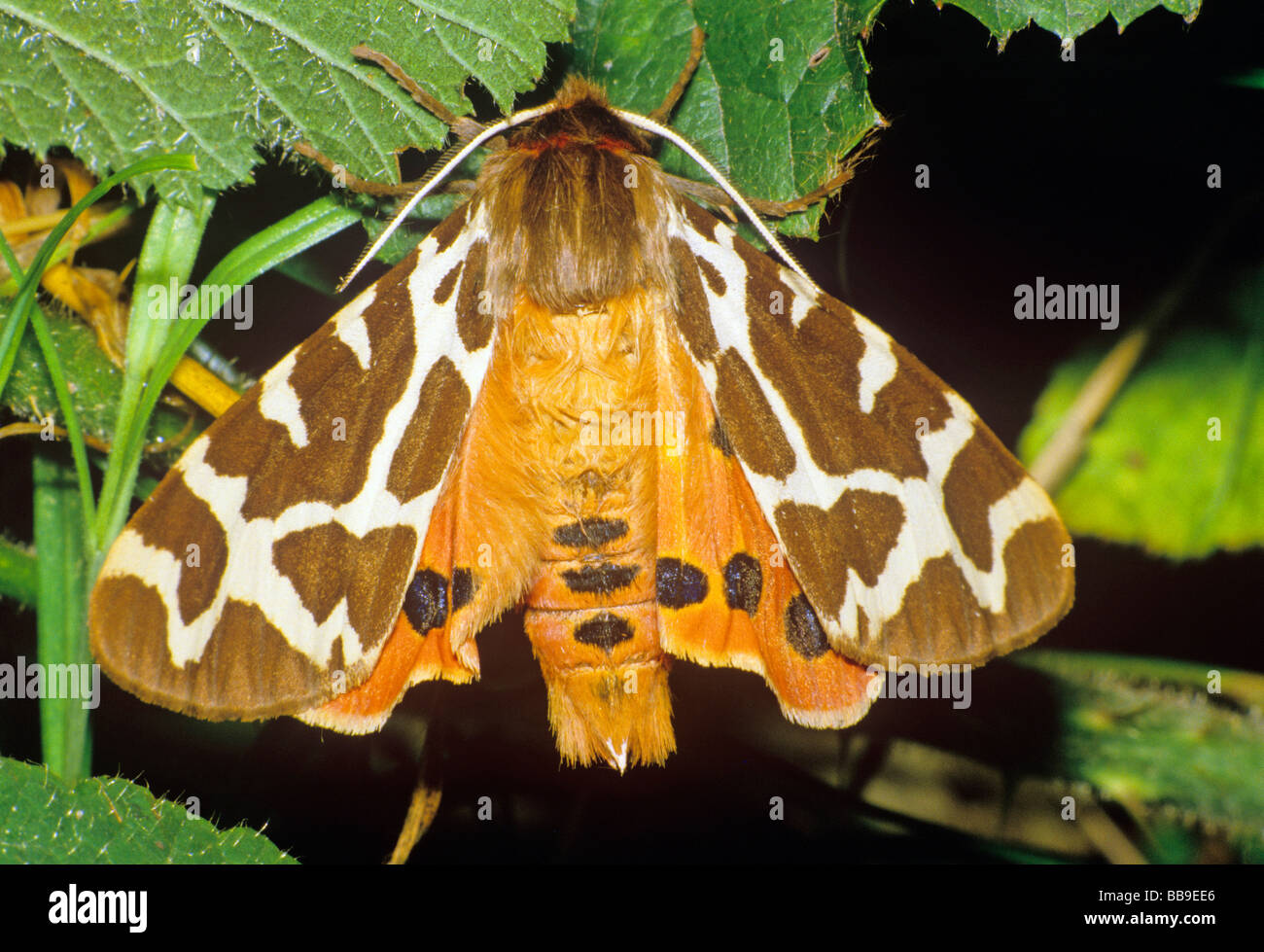 portrait of garden tiger moth Arctia caja germany Stock Photo - Alamy