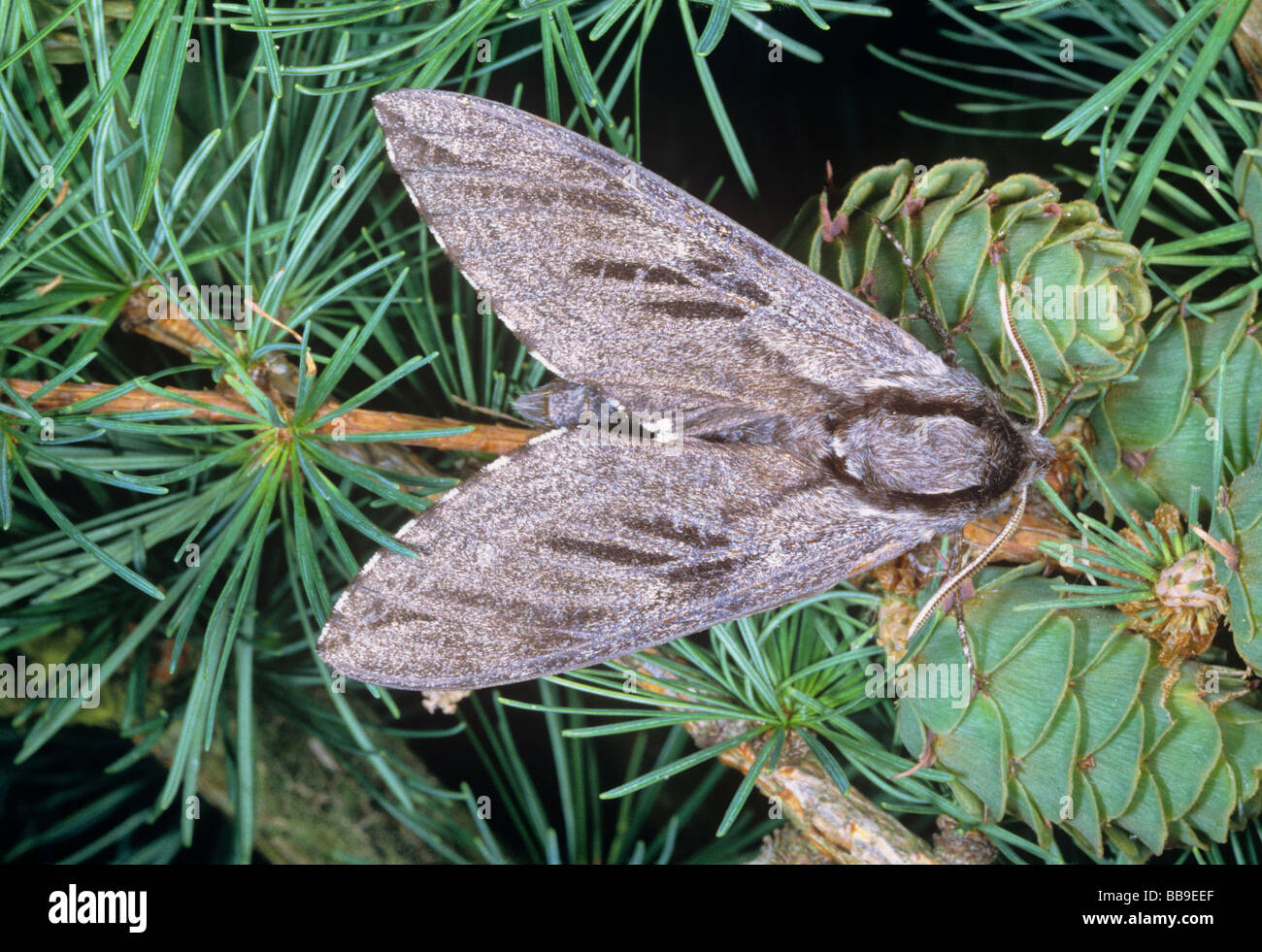portrait of pine hawk moth Sphinx pinastri germany Stock Photo - Alamy