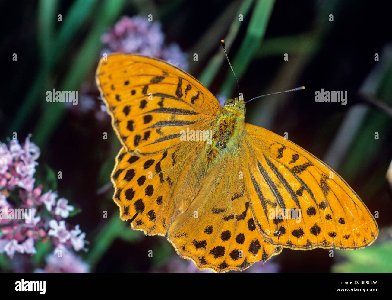 portrait of silverwashed fritillary butterfly Argynnis paphia germany ...