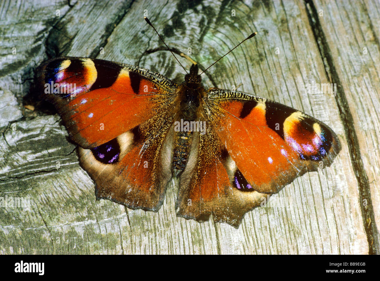 portrait of peacock butterfly Inachis io germany Stock Photo - Alamy