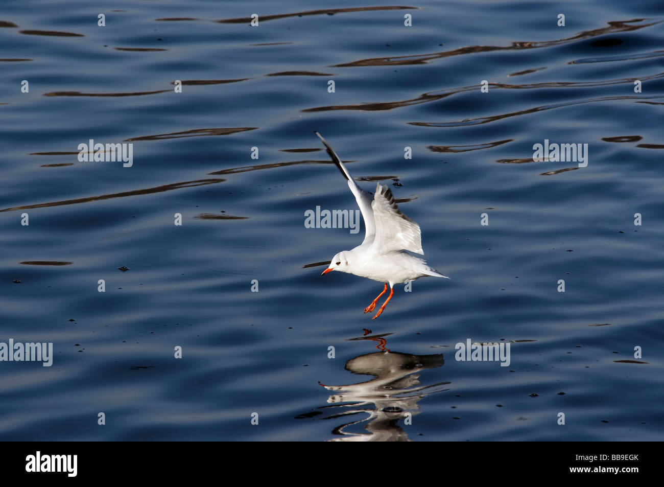 flying gull - laughing gull Stock Photo - Alamy