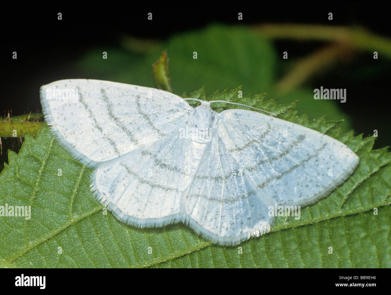 Common white wave moth hi-res stock photography and images - Alamy