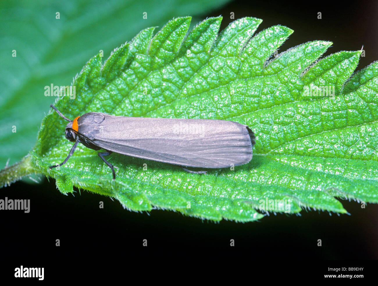 portrait of red necked footman moth Atolmis rubricollis germany Stock ...