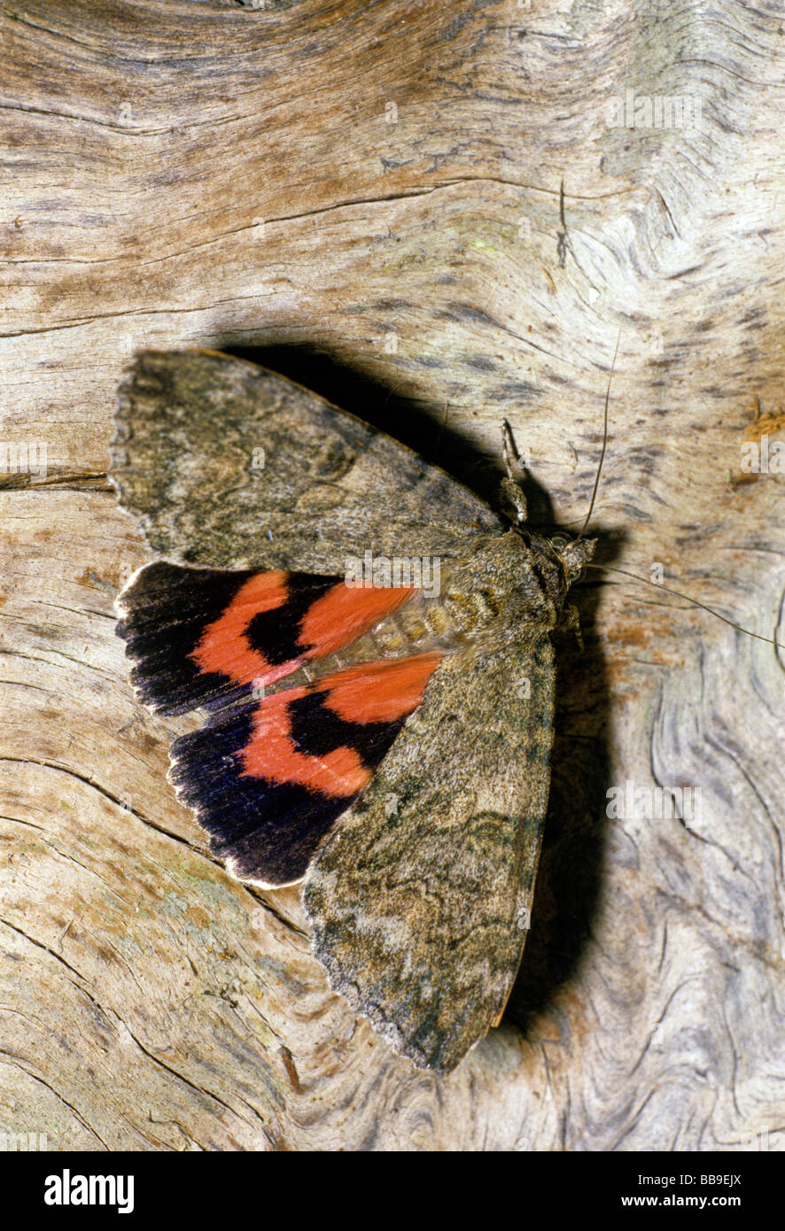Red underwing moth hi-res stock photography and images - Alamy