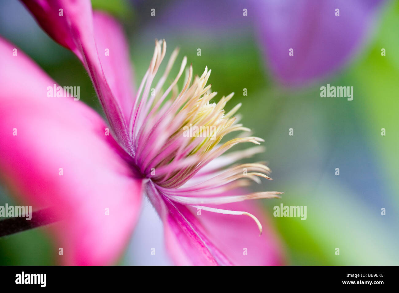 Colourful clematis flower Stock Photo - Alamy