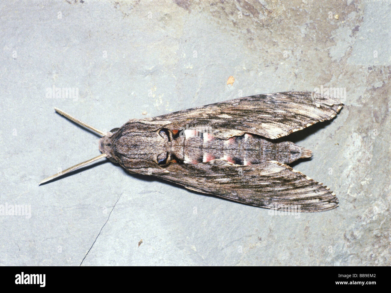 Moth camouflage pattern hi-res stock photography and images - Alamy