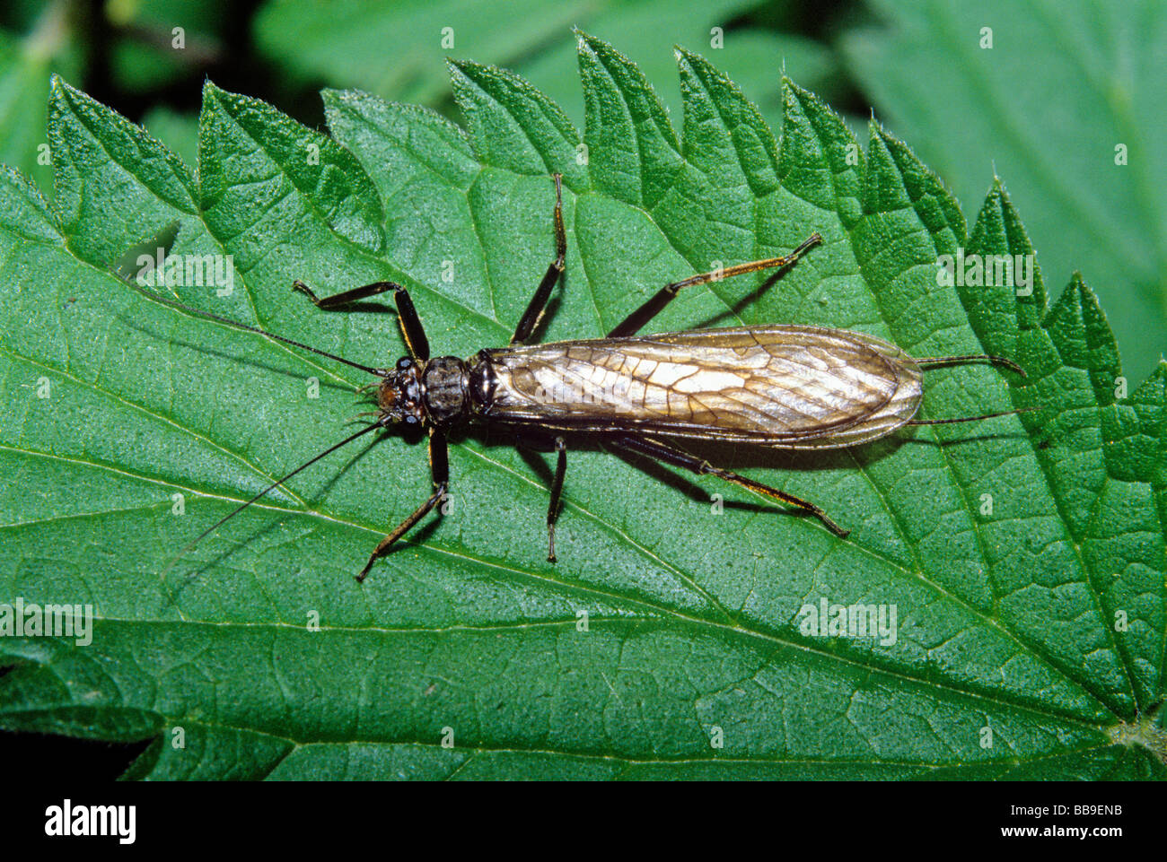portrait of stone fly Perla marginata germany Stock Photo - Alamy