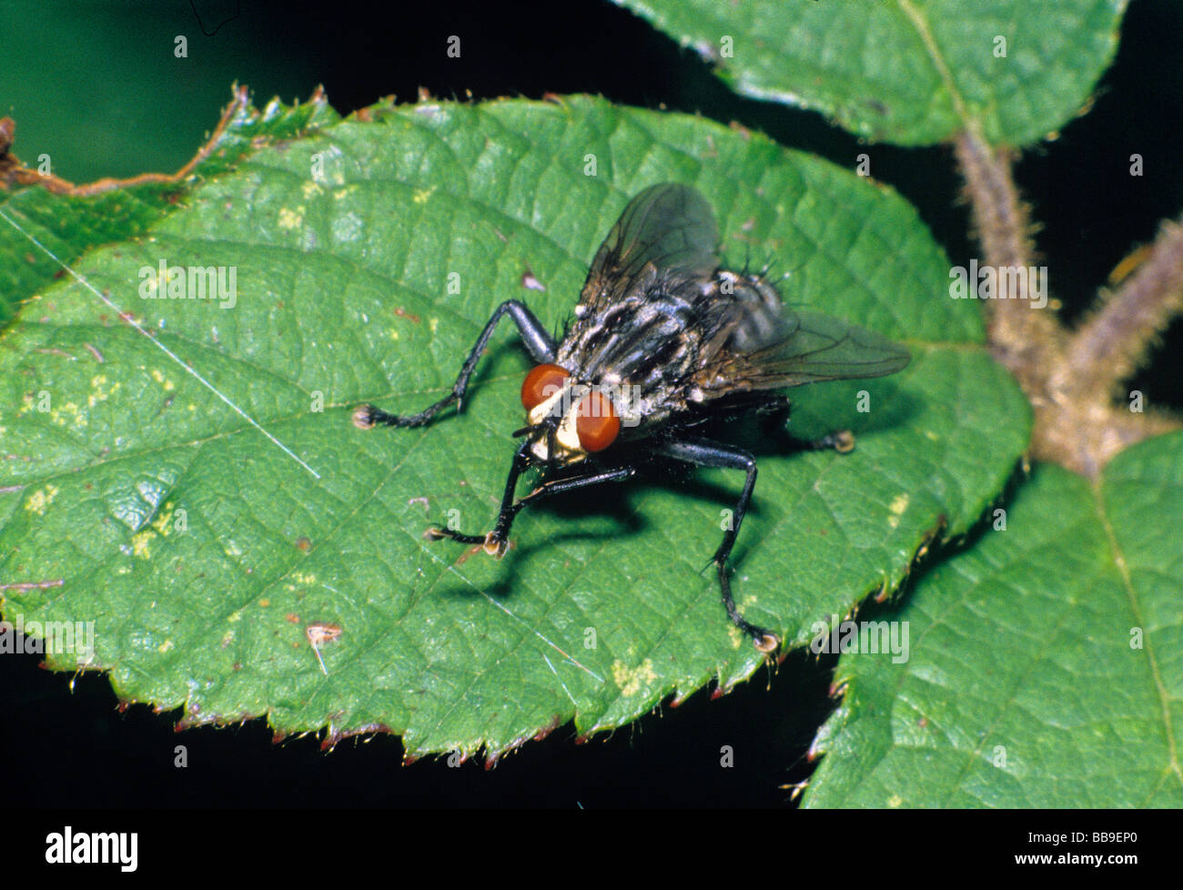 portrait of marbled grey flesh fly Sarcophaga carnaria germany Stock ...