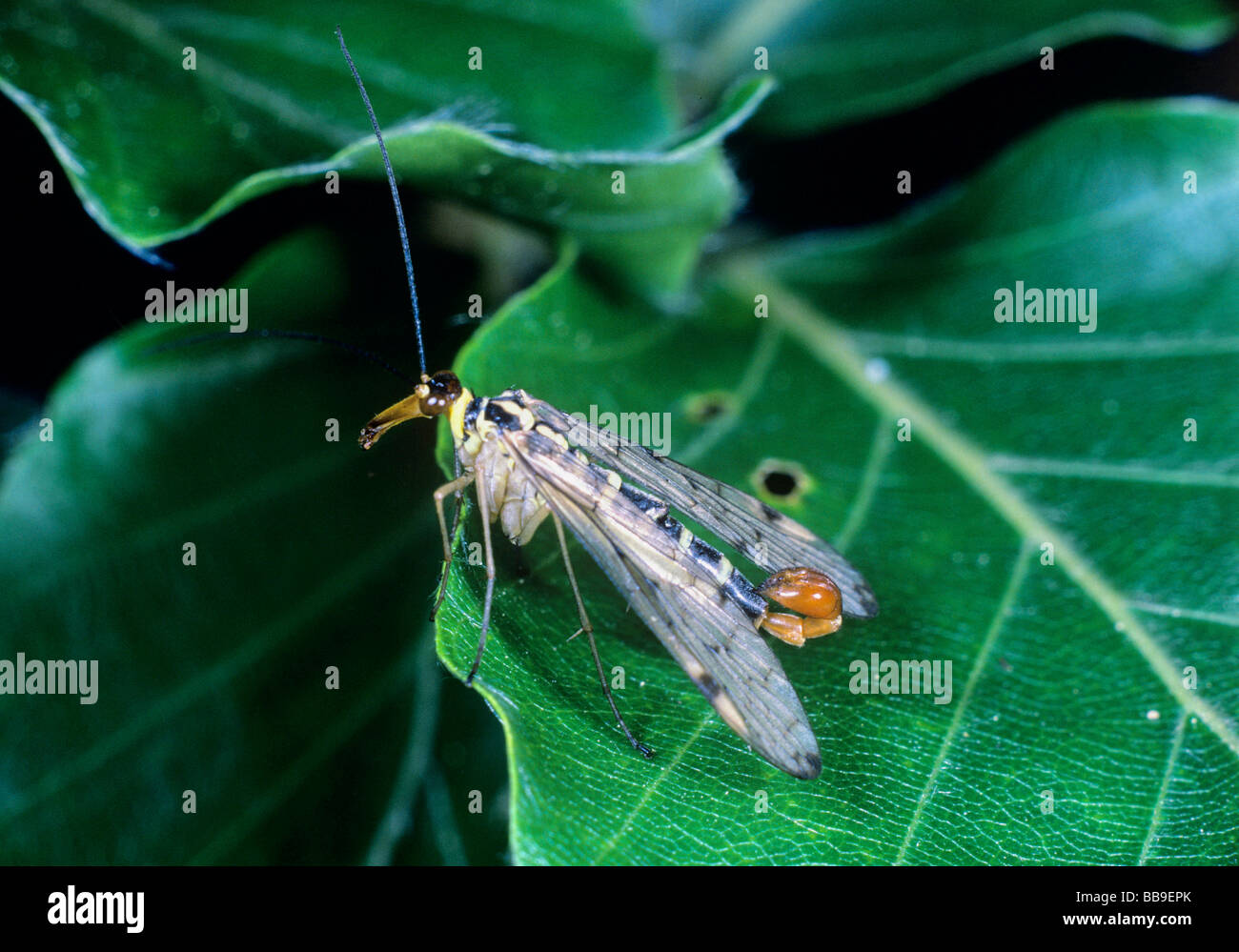 portrait of common scorpionfly Panorpa communis germany Stock Photo - Alamy
