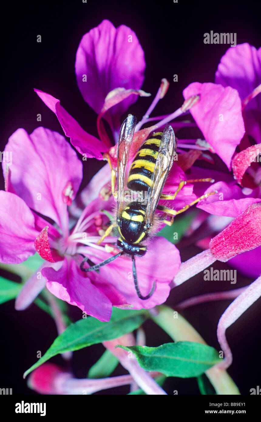 Saxonica hi-res stock photography and images - Alamy