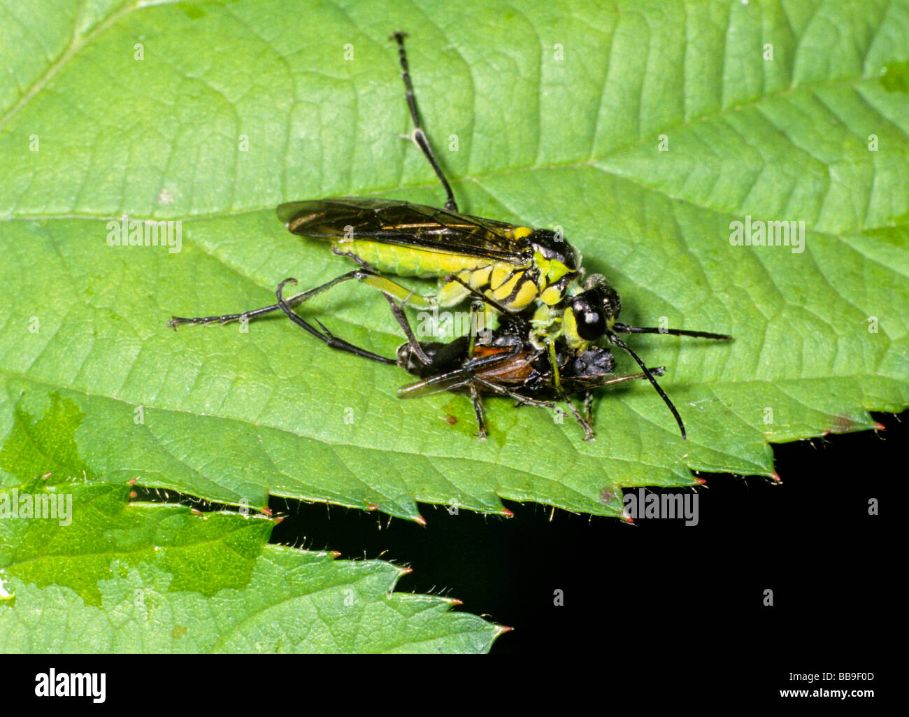 portrait of sawfly Tenthredo arcuata germany Stock Photo - Alamy