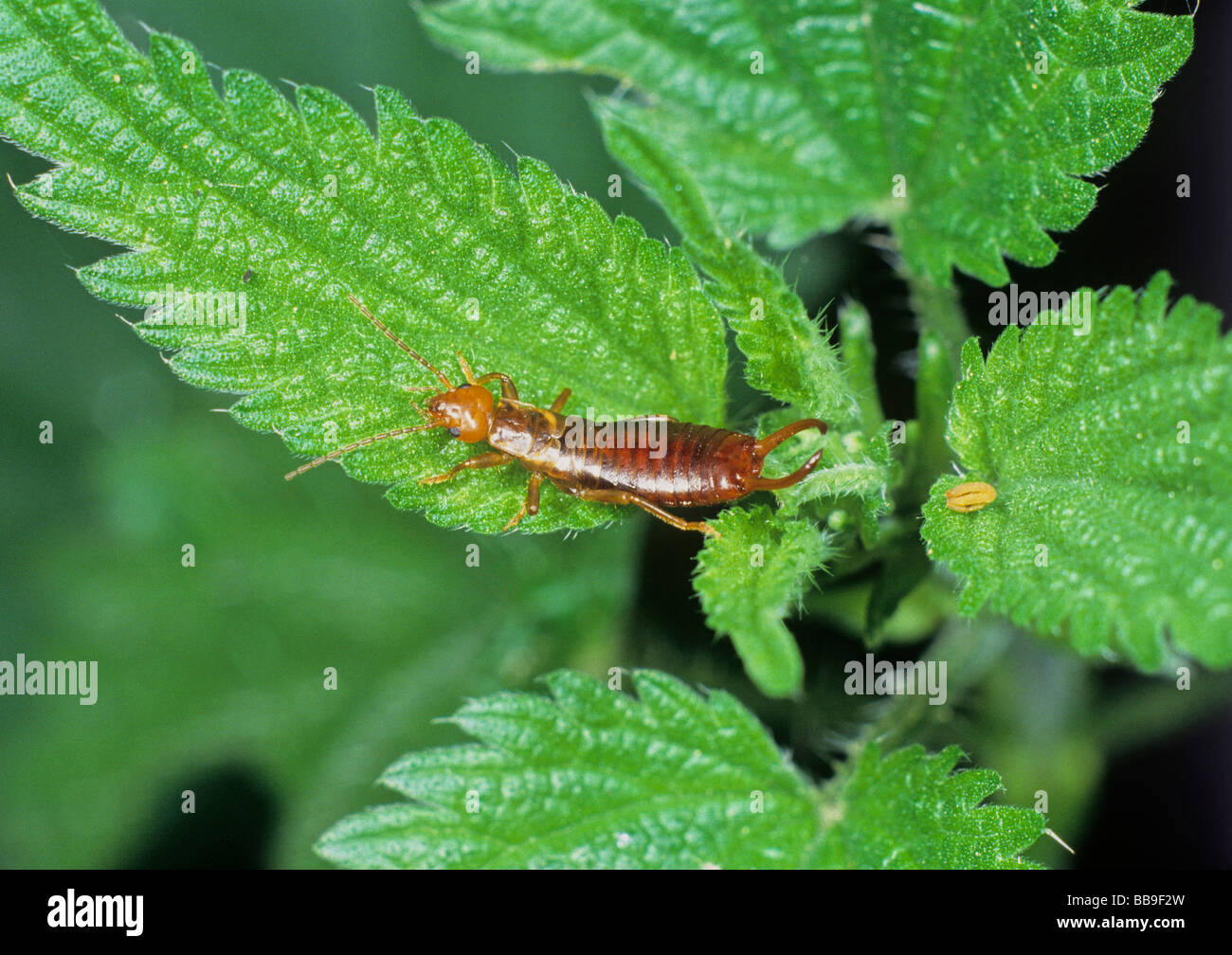 portrait of maritime earwig Anisolabis maritima germany Stock Photo - Alamy