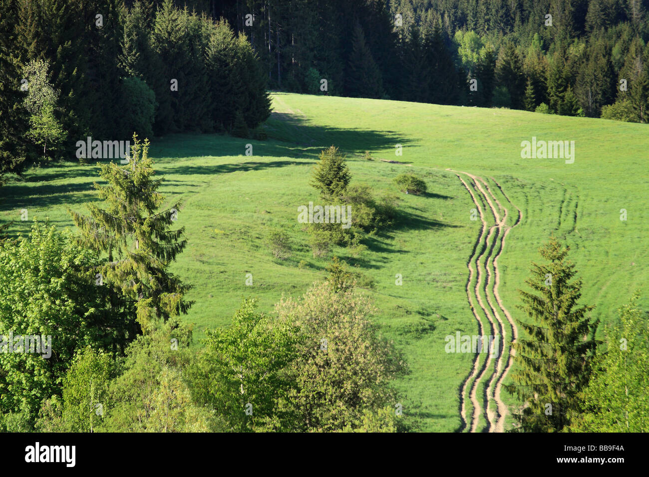 Spring mountain meadow Stock Photo - Alamy