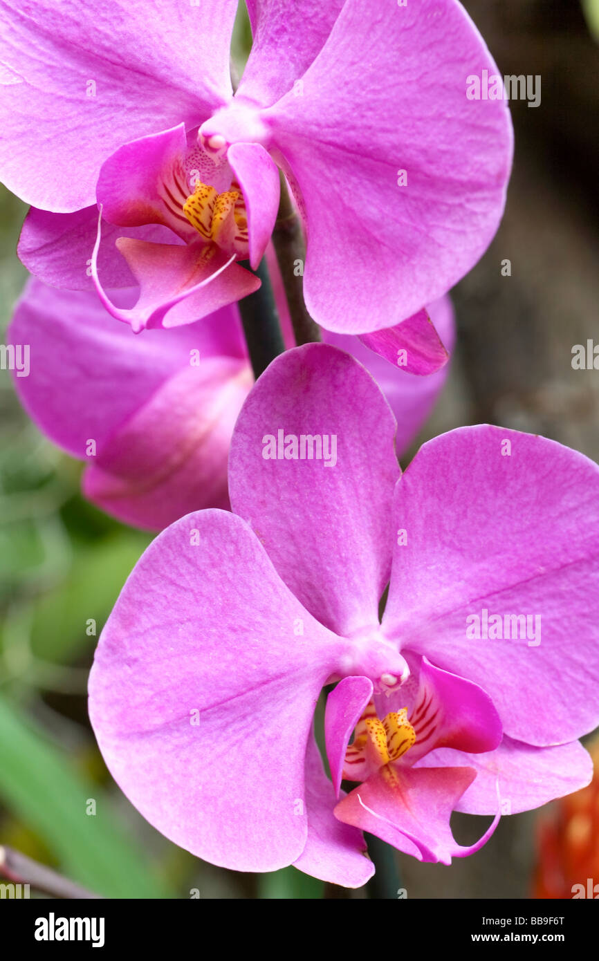 Magenta orchids natural hi-res stock photography and images - Alamy