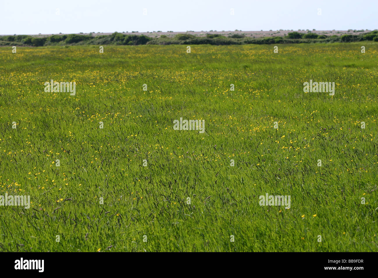 A Field of long grass Stock Photo - Alamy