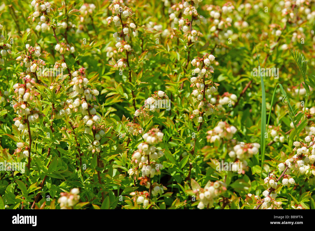 Blossoms stalk hi-res stock photography and images - Alamy
