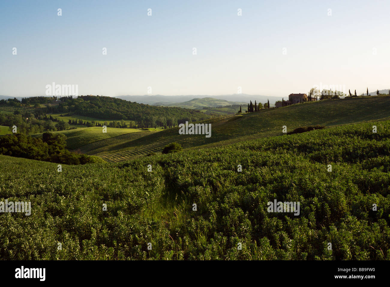 typical tuscany landscape with farmhouse on hill and row of cypress ...