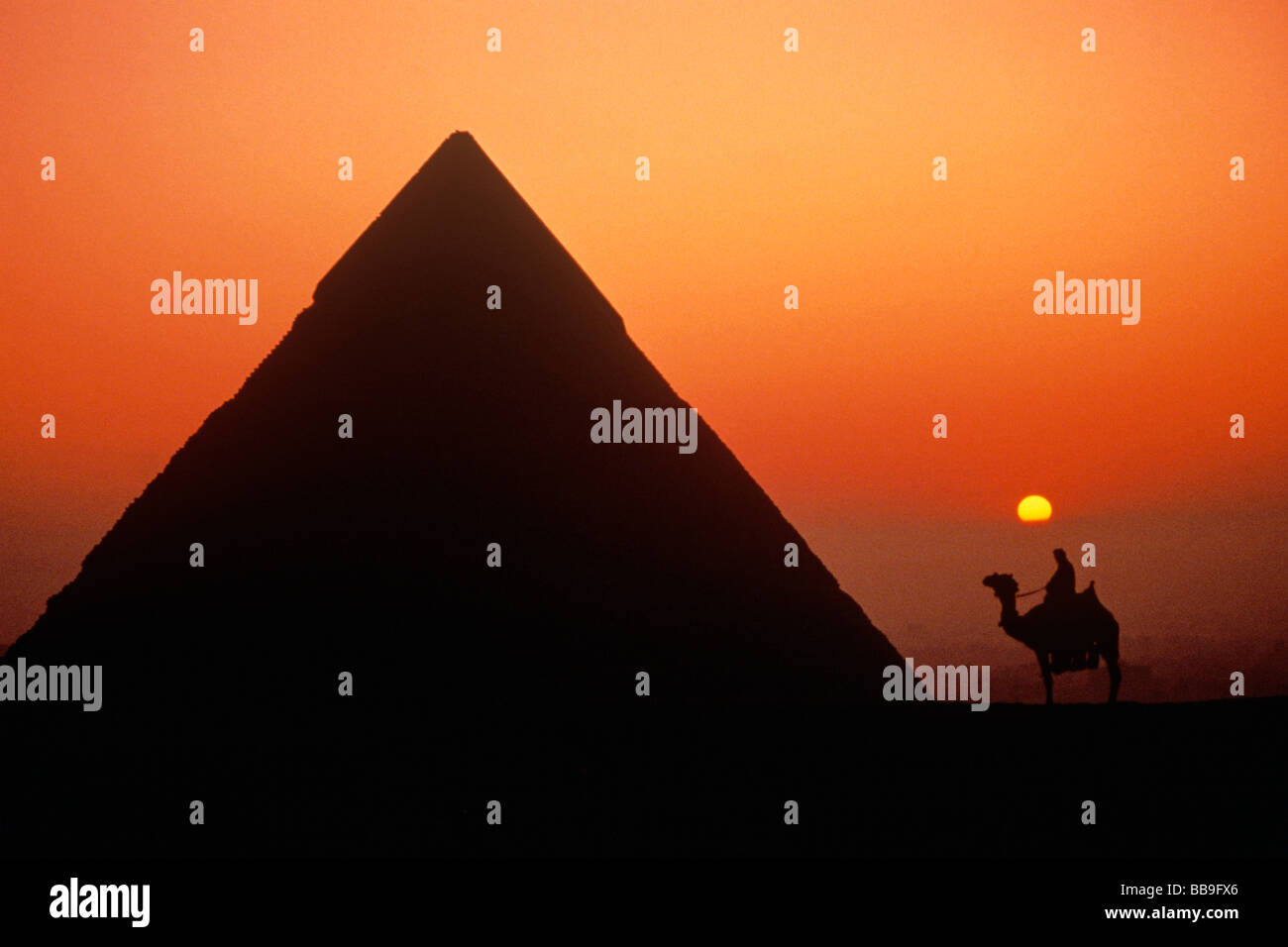 camel guide at sunset pyramid of kephren area of gizeh egypt Stock ...