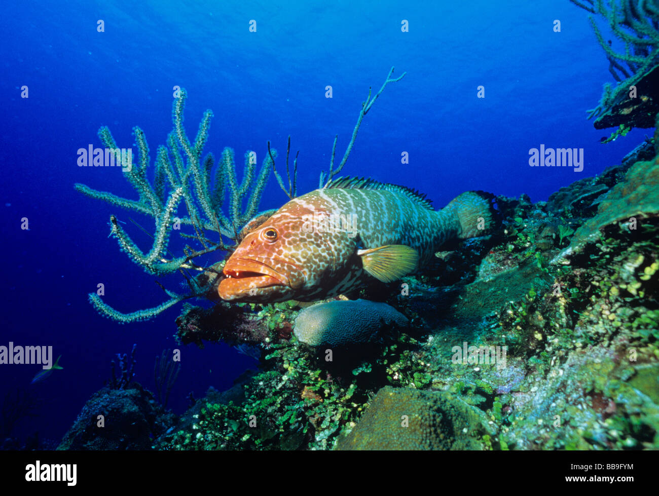 portrait of tiger grouper Mycteroperca tigris caribbean Stock Photo - Alamy