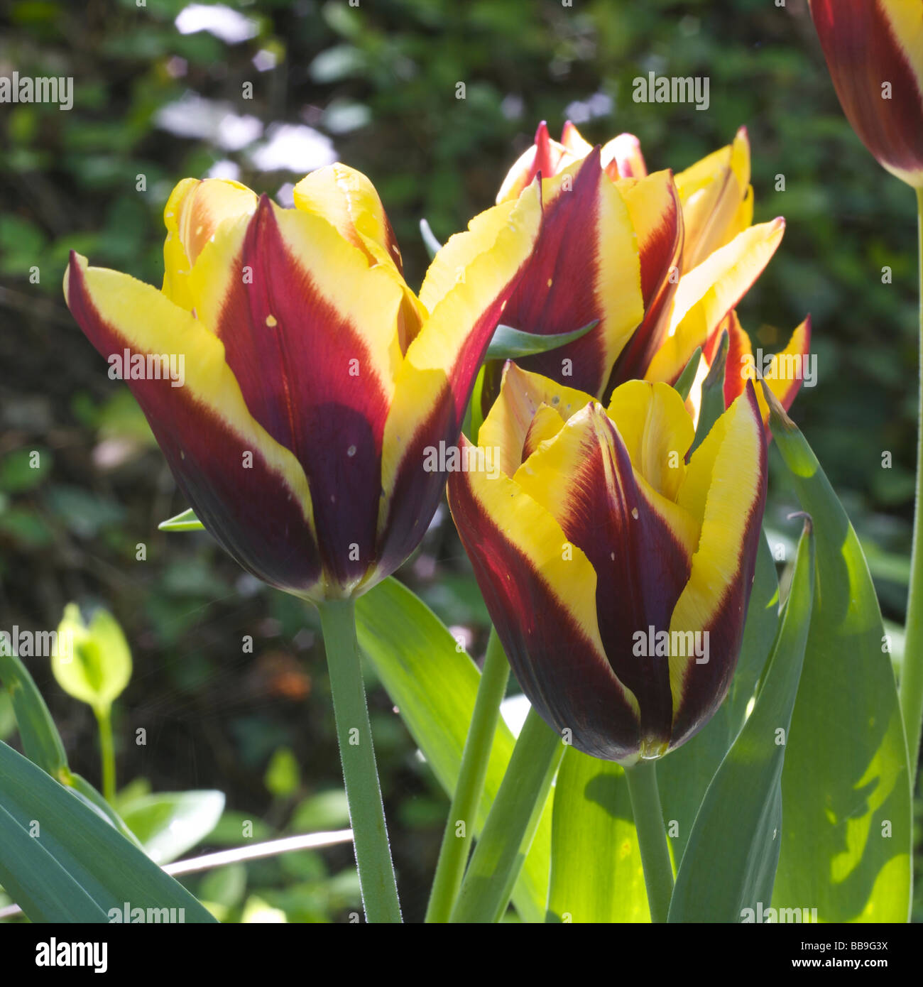 Flora spectacle hi-res stock photography and images - Alamy