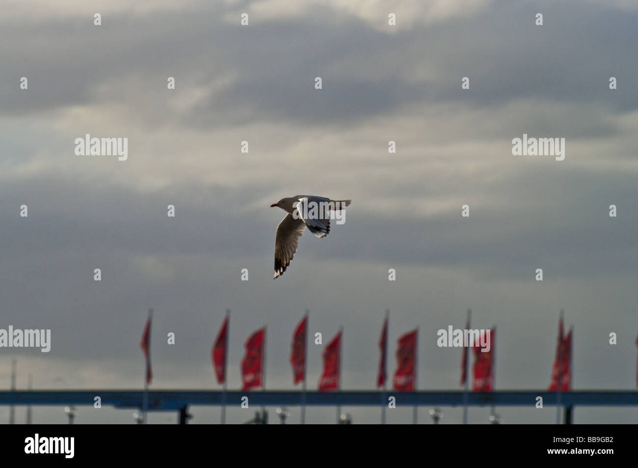 Seagull sydney hi-res stock photography and images - Alamy