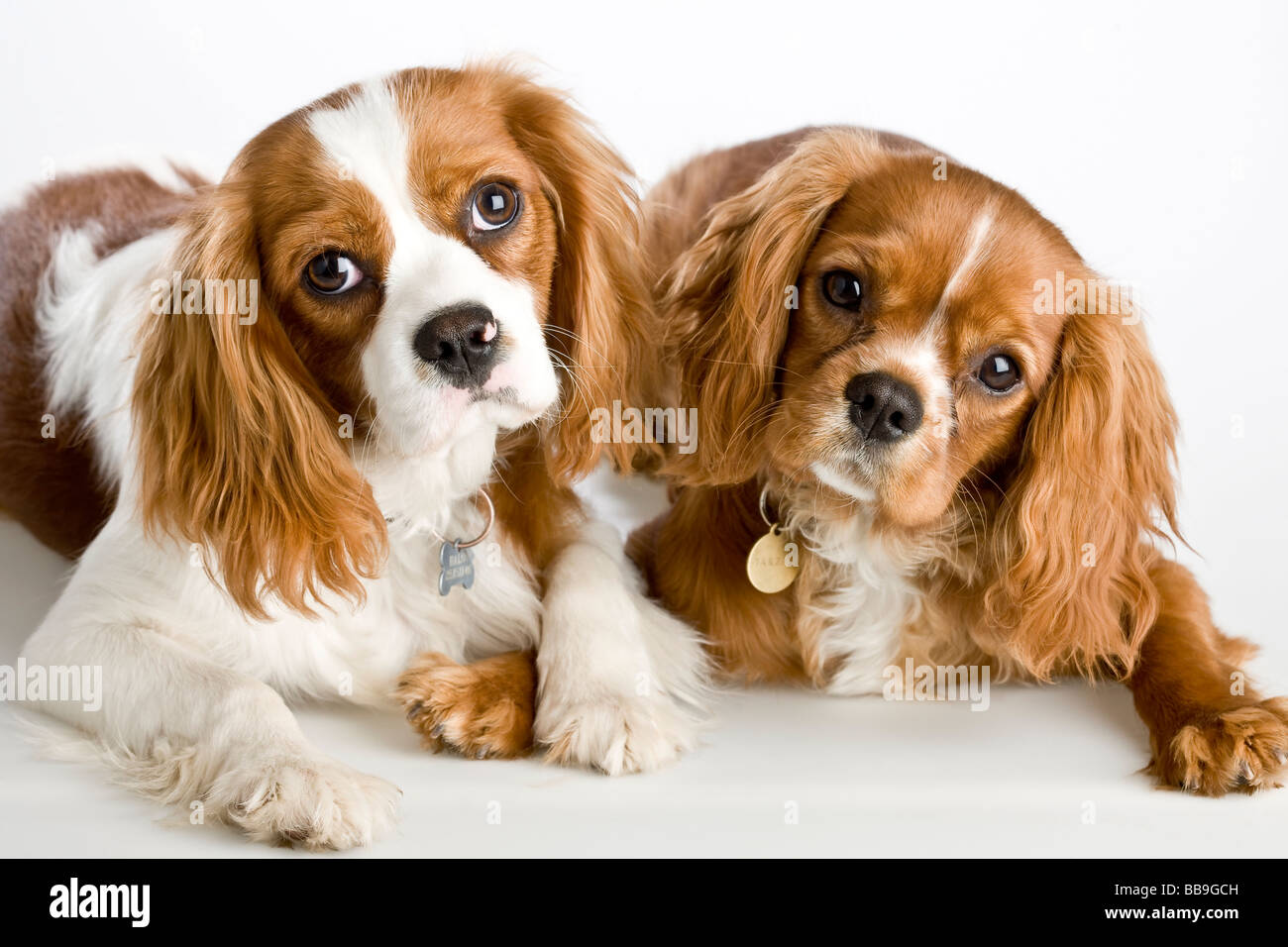 Two Cavalier King Charles Spaniel dogs Stock Photo - Alamy