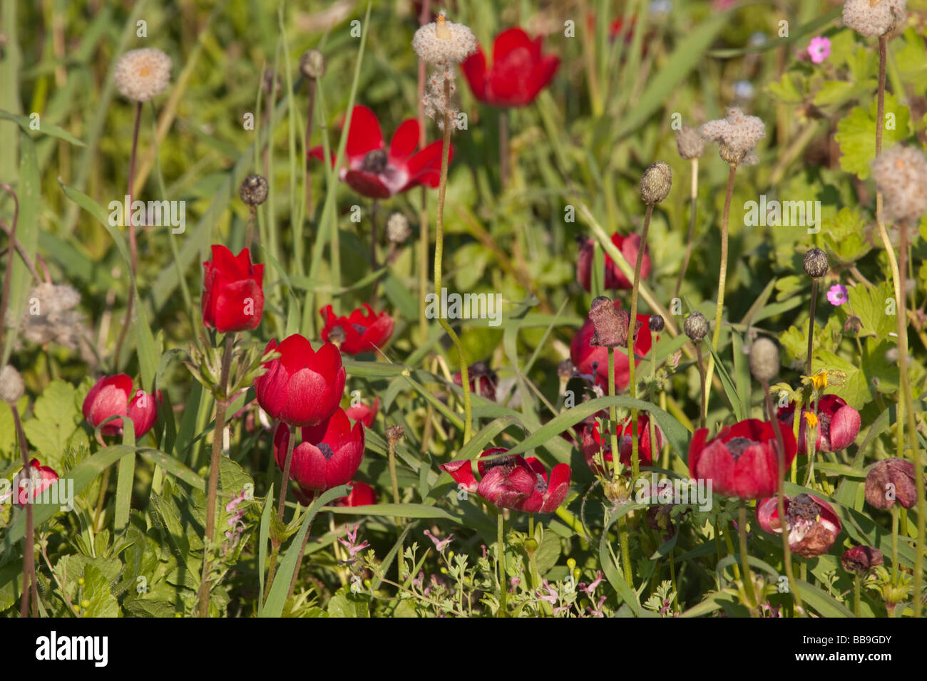 Wild red tulips and poppys growing in a field in Hierapolis in western ...