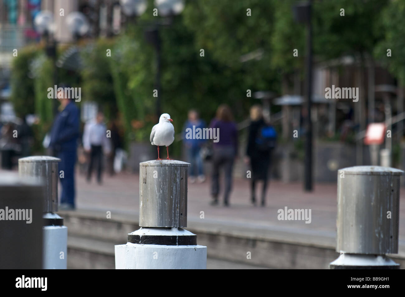 Sydney seagull hi-res stock photography and images - Alamy