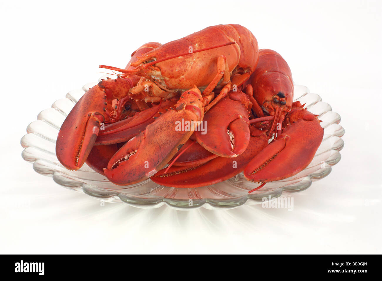Fresh cooked lobsters Stock Photo - Alamy
