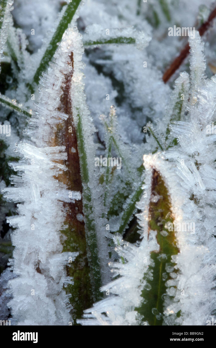 a hard frost on the grass Stock Photo - Alamy