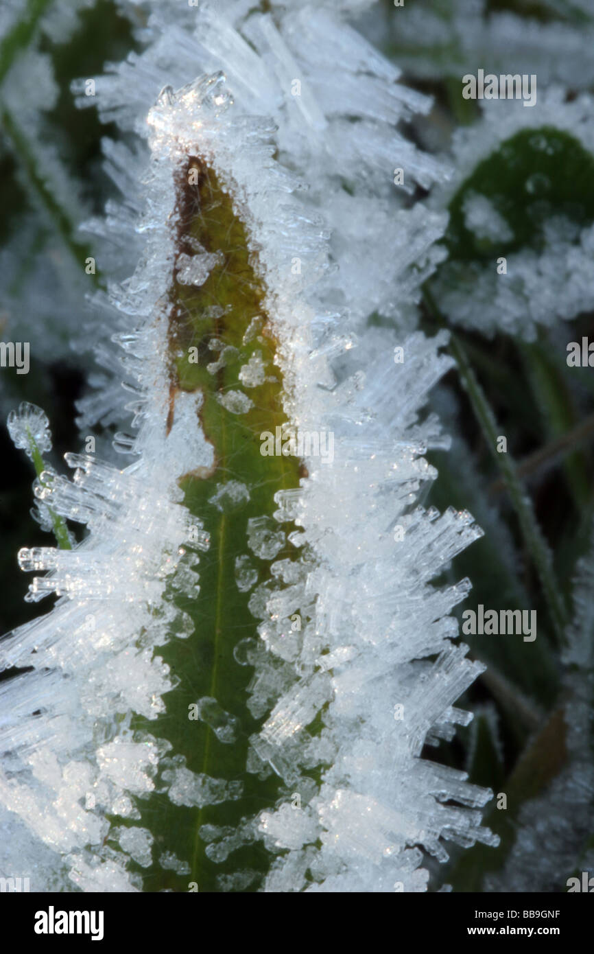 hard frost on a single blade of grass Stock Photo - Alamy