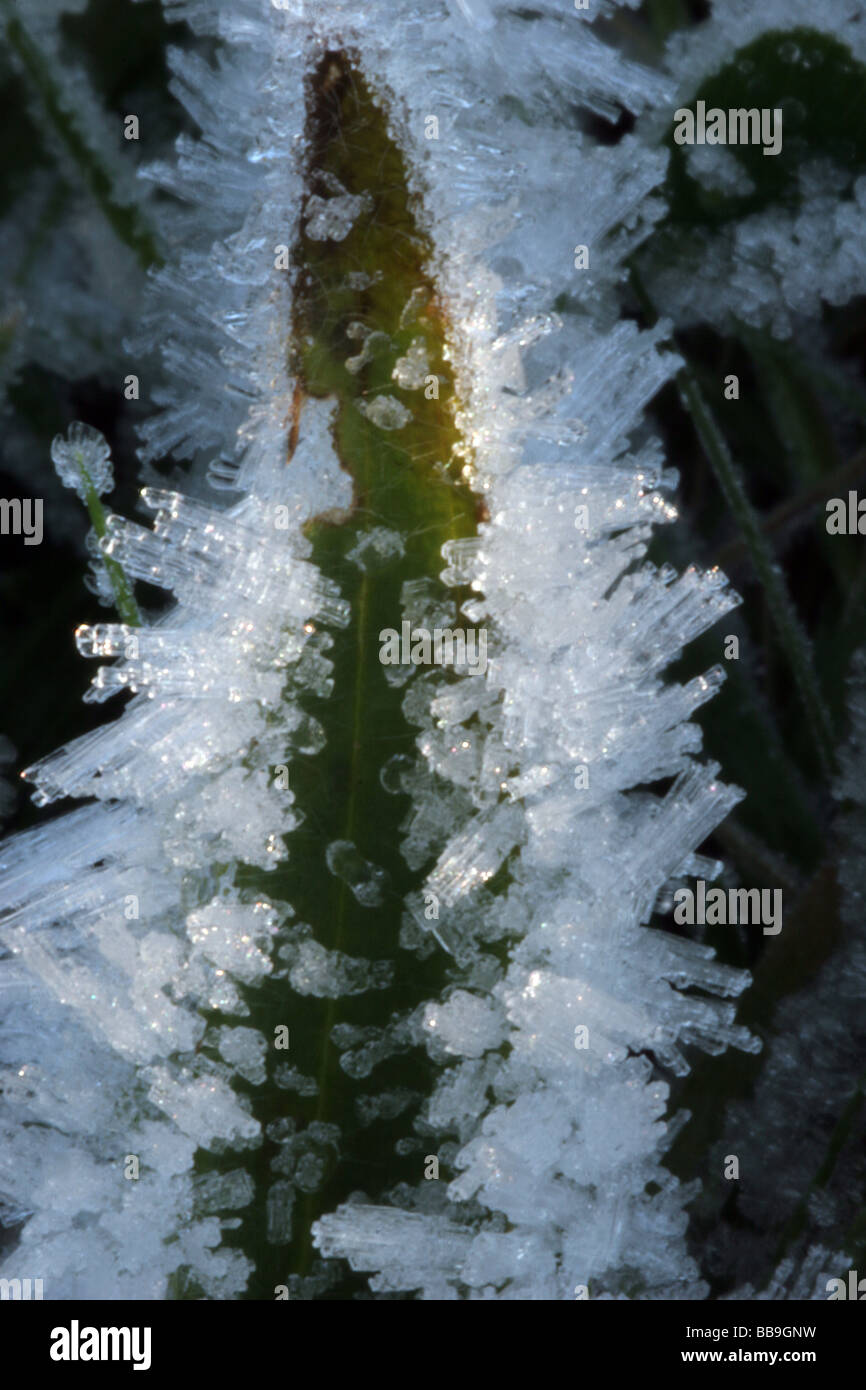 hard frost on a single blade of grass Stock Photo - Alamy