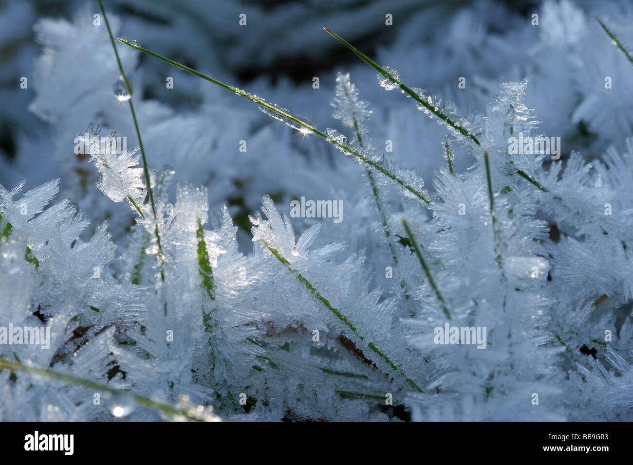 heavy frost on the grass Stock Photo - Alamy
