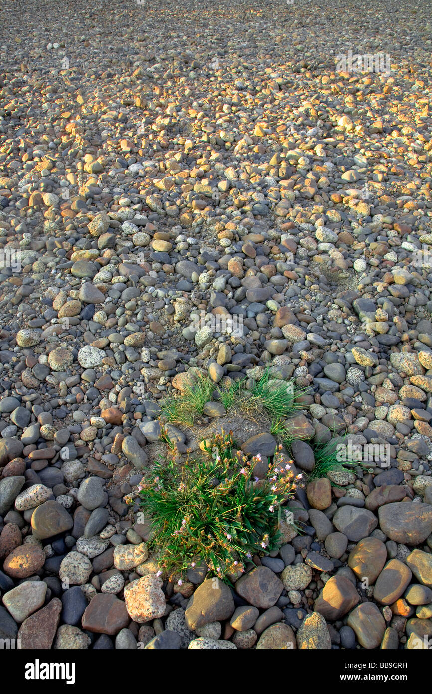 Wild patch of flowers hi-res stock photography and images - Alamy