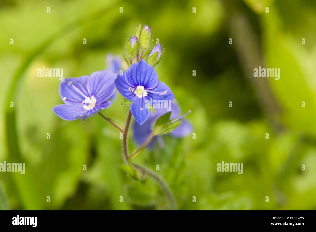 Germander Speedwell Veronica chamaedrys Kent UK spring Stock Photo - Alamy