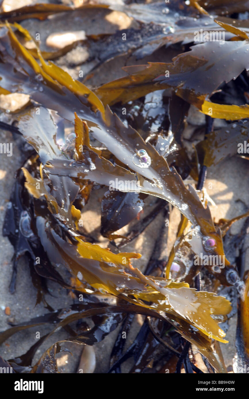 seaweed washed up on the beach Stock Photo - Alamy