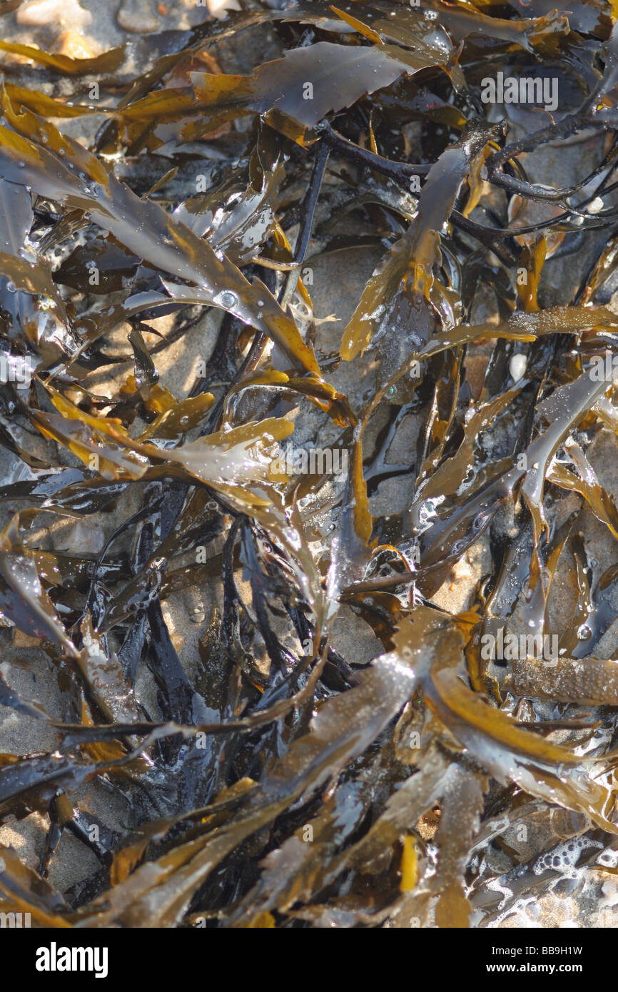 seaweed washed up on the beach Stock Photo - Alamy