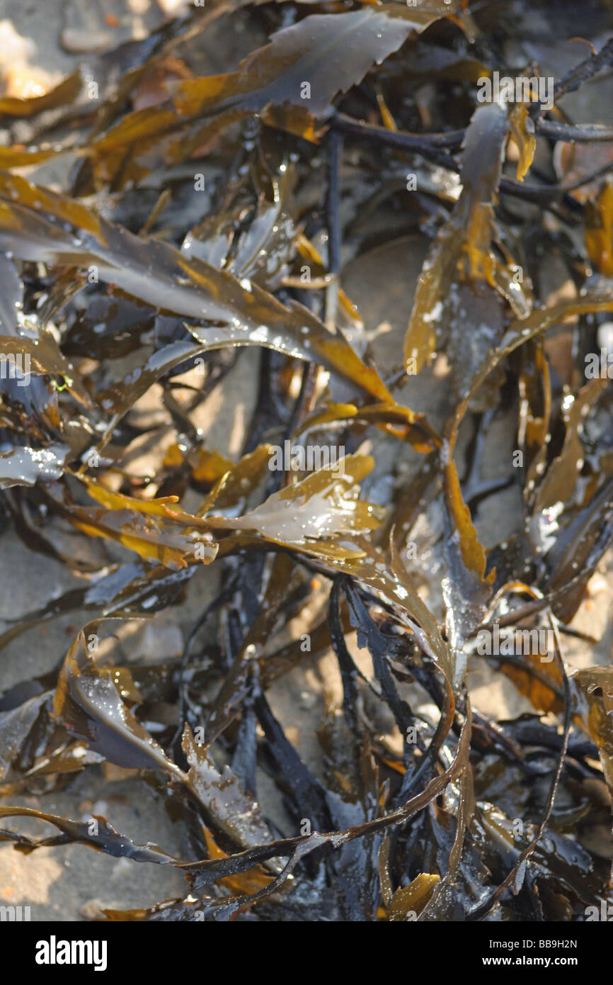 seaweed washed up on the beach Stock Photo - Alamy