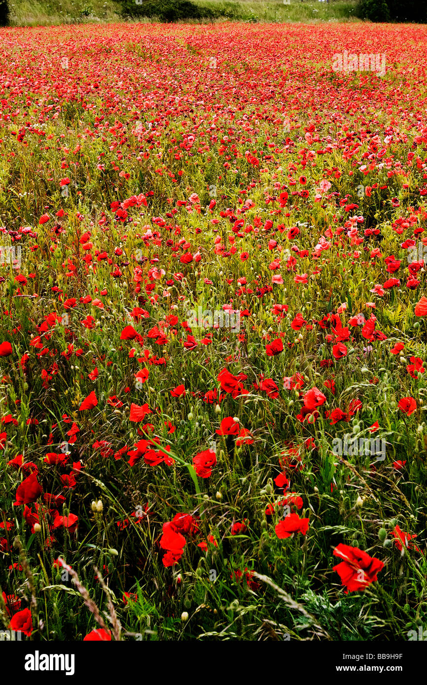 Poppy field monet hi-res stock photography and images - Alamy