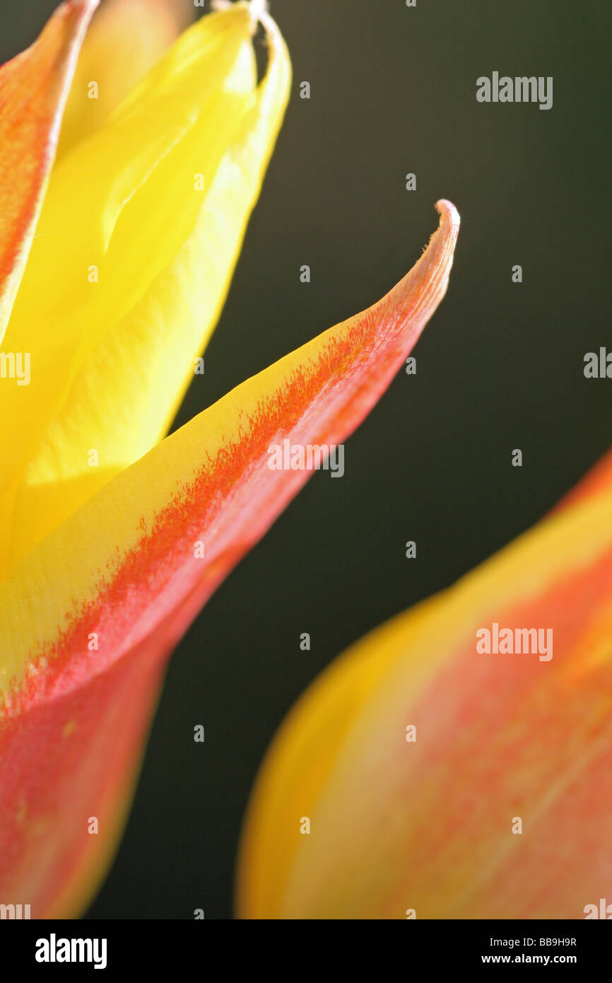Miniture flowers hi-res stock photography and images - Alamy