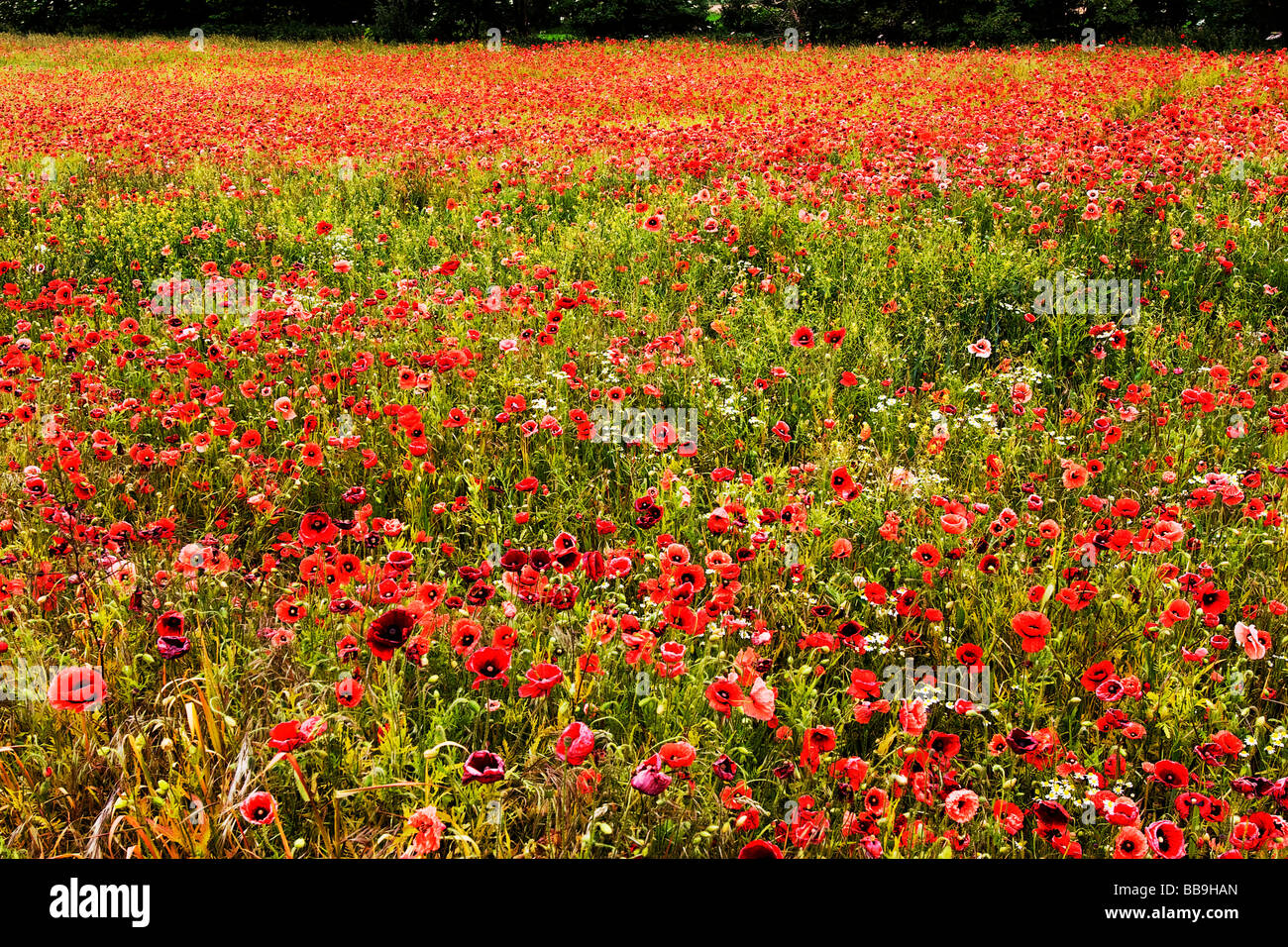 Green field mass hi-res stock photography and images - Alamy