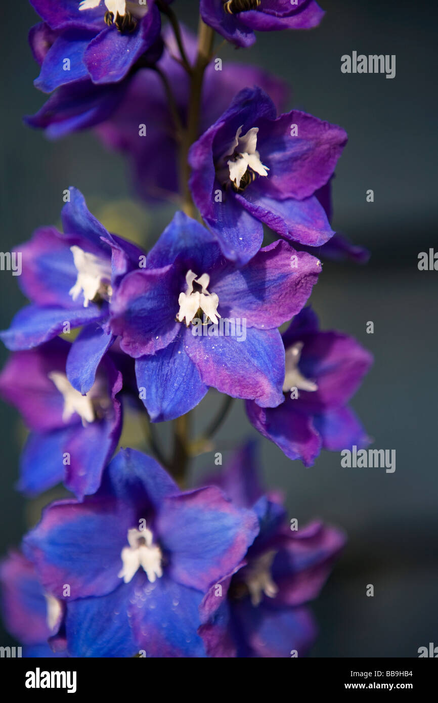 Blue delphinium purple hi-res stock photography and images - Alamy