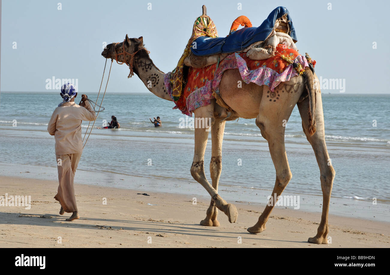 Gujarat camel hi-res stock photography and images - Alamy