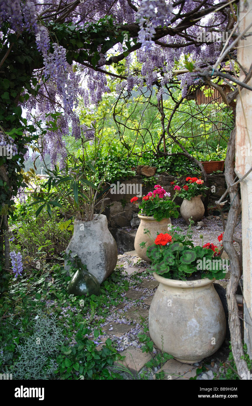 Spring Wisteria in full flower in a garden in the The Mountain Village ...
