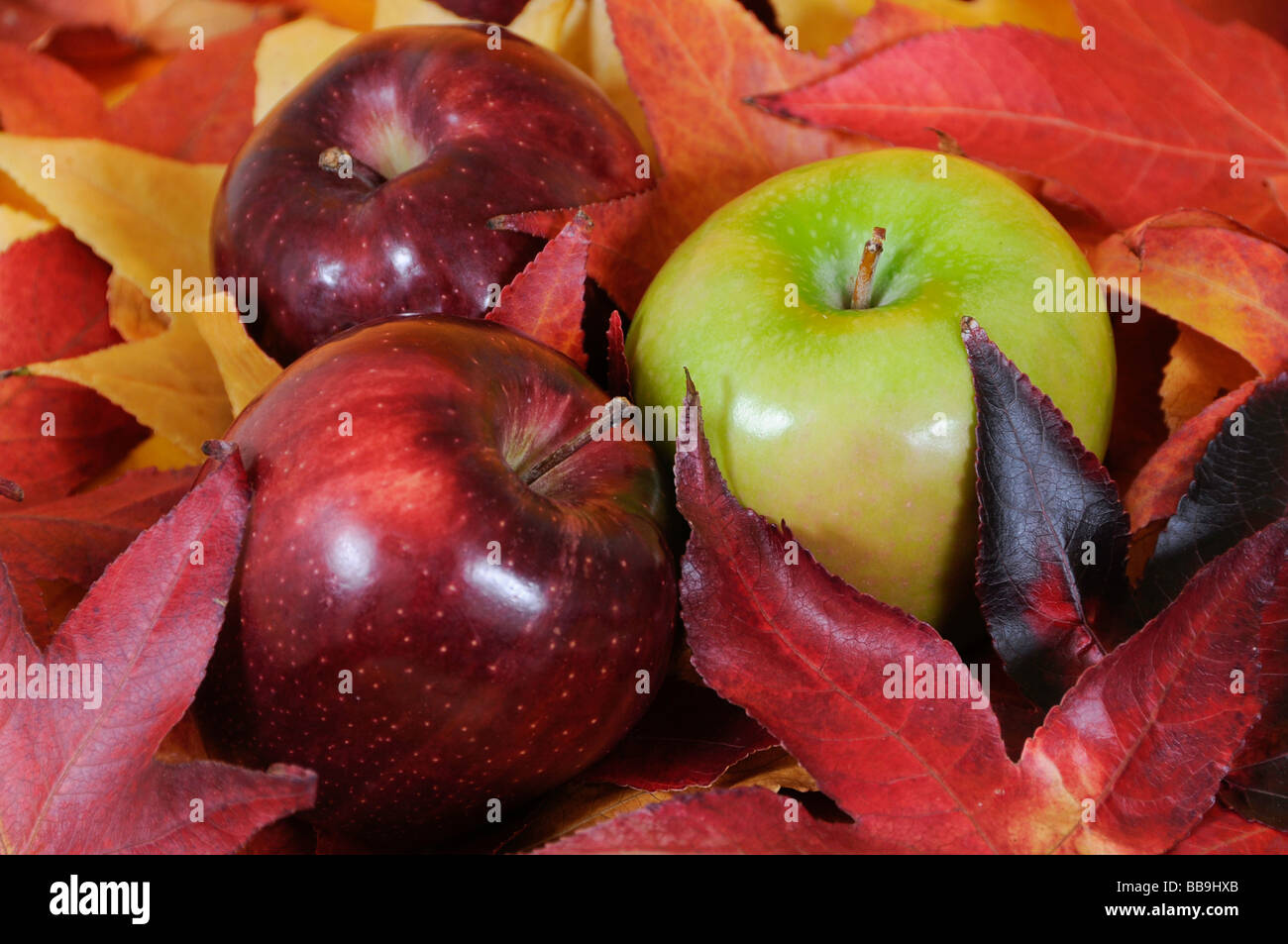 Fall Leaves with Apples Stock Photo - Alamy