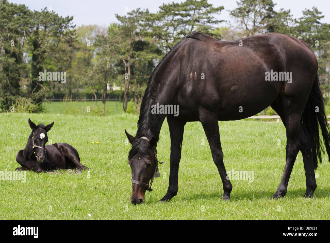 Irish foal hi-res stock photography and images - Alamy