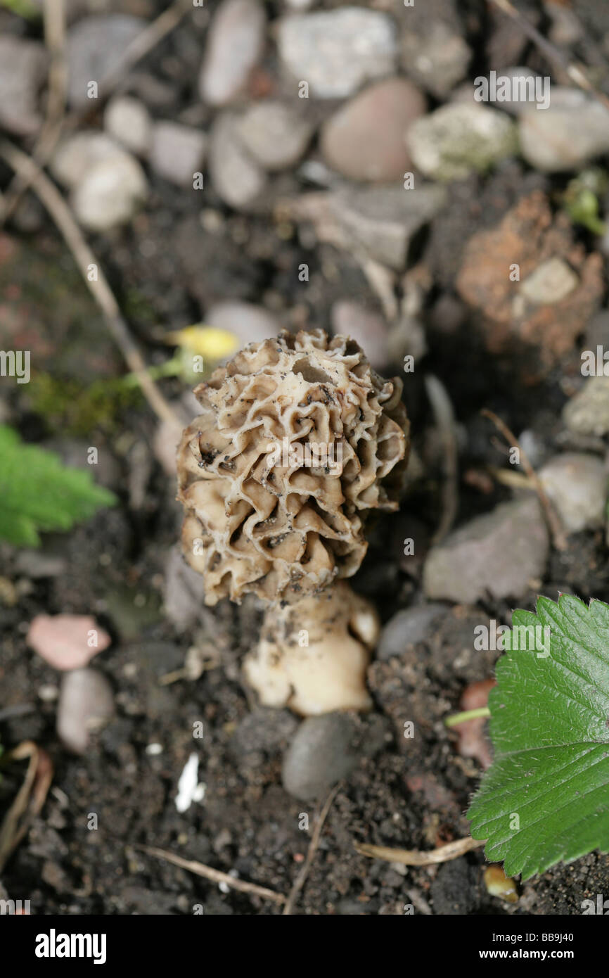 Common Morel Morchella esculenta in a garden in Cheshire England Stock ...