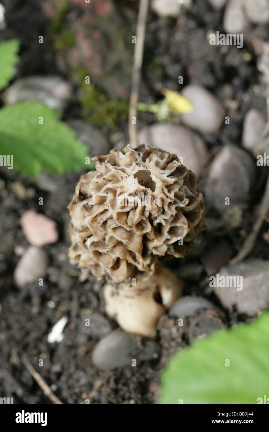 Common Morel Morchella esculenta in a garden in Cheshire England Stock ...
