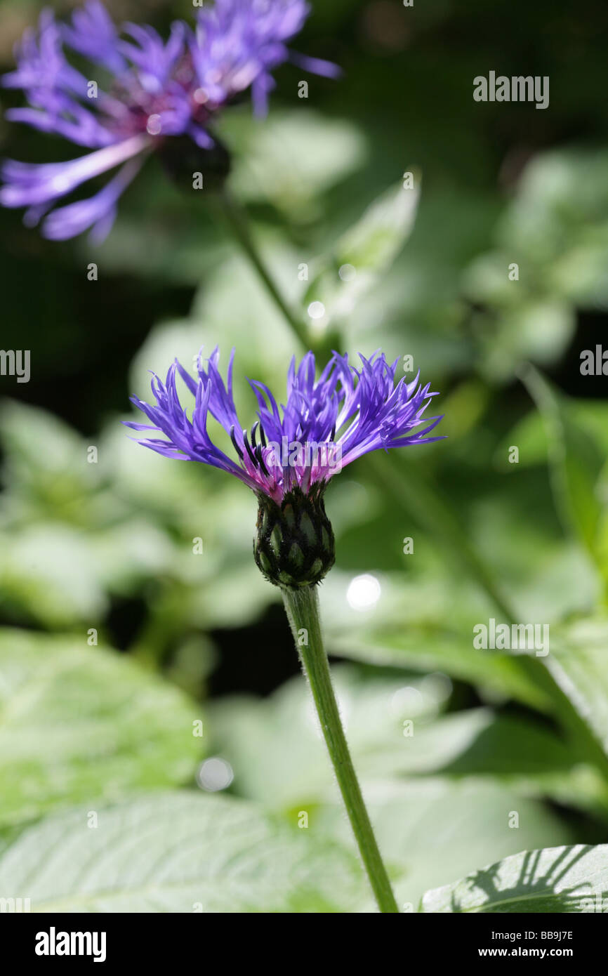 cornflower in a garden cheshire England Stock Photo - Alamy